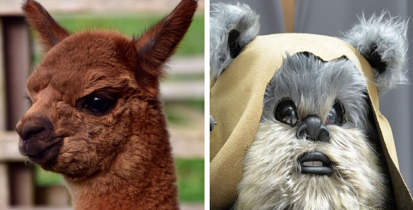 Alpacas versus Ewoks | Crafts Inspire Me
