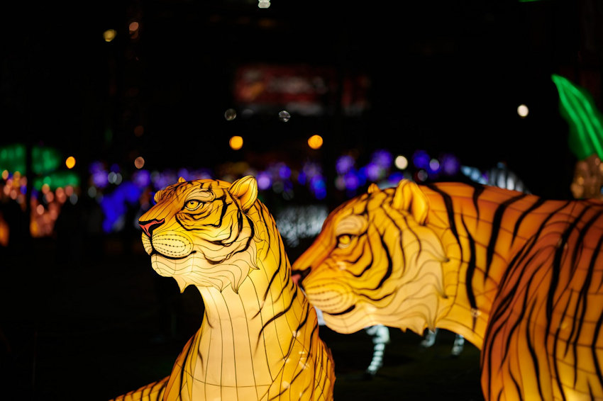 2022 Year of the Tiger | Crafts Inspire Me