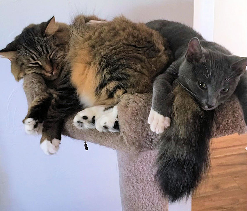 What’s New in the Art Studio? | Crafts Inspire Me